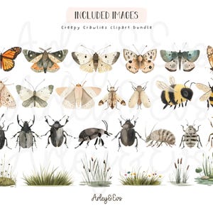 Watercolor Bug Clipart Set: Insect Illustrations Bundle (PNG) - Etsy
