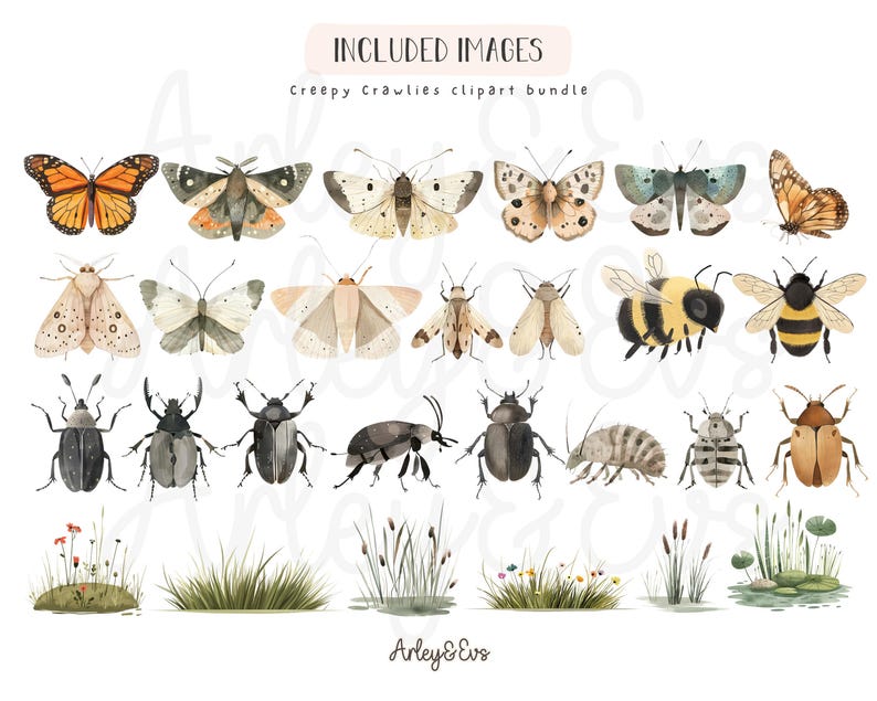 Watercolor Bug Clipart Set: Insect Illustrations Bundle (PNG) - Etsy