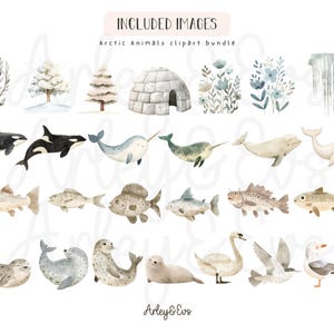 Watercolor Arctic Animals Clipart Bundle: Nursery Illustration (PNG) - Etsy