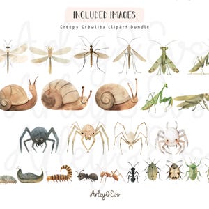 Watercolor Bug Clipart Set: Insect Illustrations Bundle (PNG) - Etsy