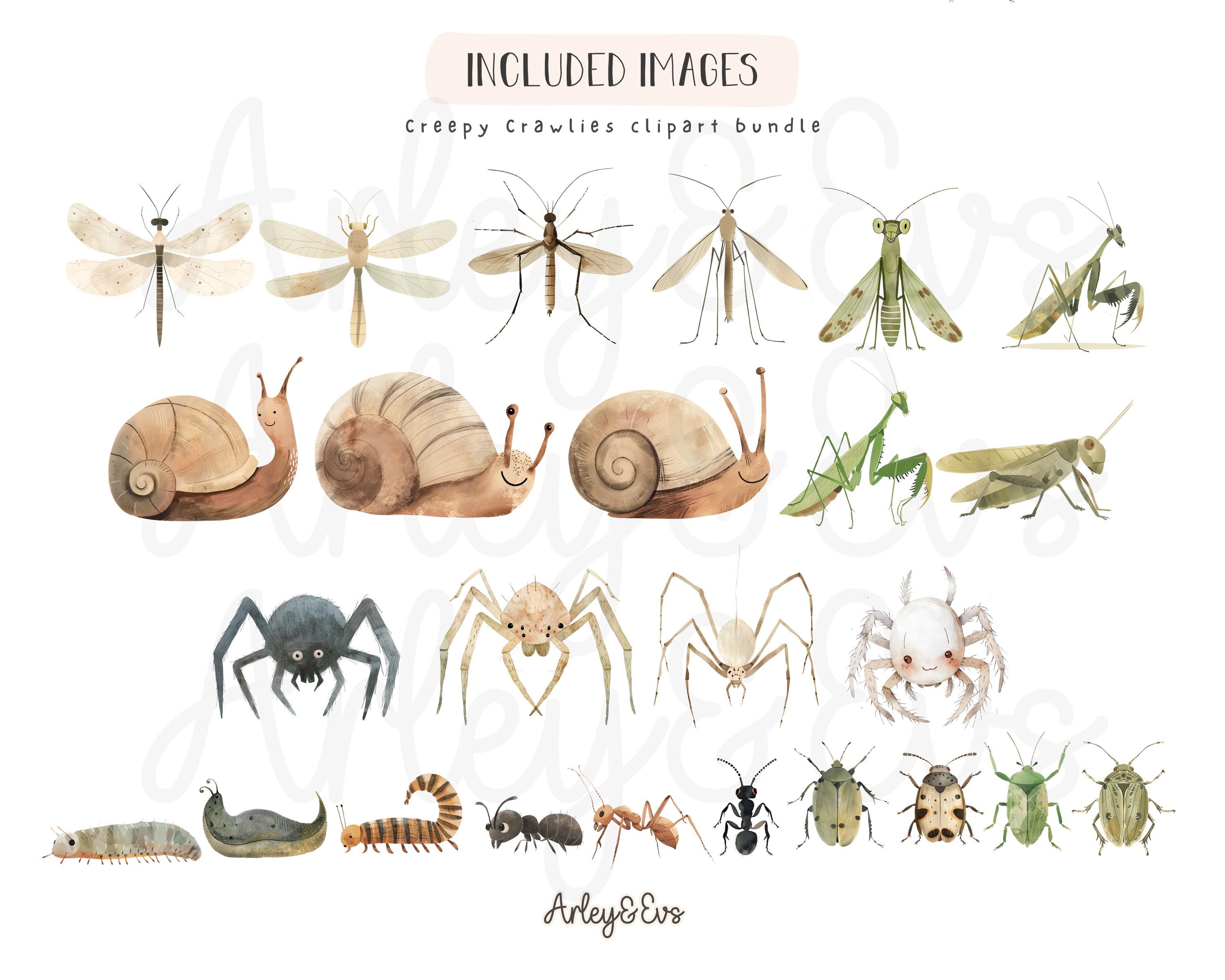 Watercolor Bug Clipart Set: Insect Illustrations Bundle (PNG) - Etsy