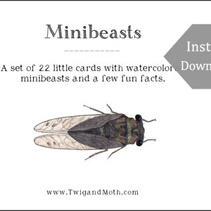 Minibeasts - Assorted Invertebrates Learning Cards - Montessori ...