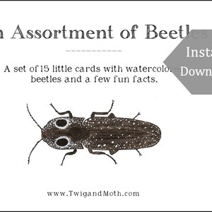 Beetles - an Assortment of Beetles Learning Cards - Montessori ...