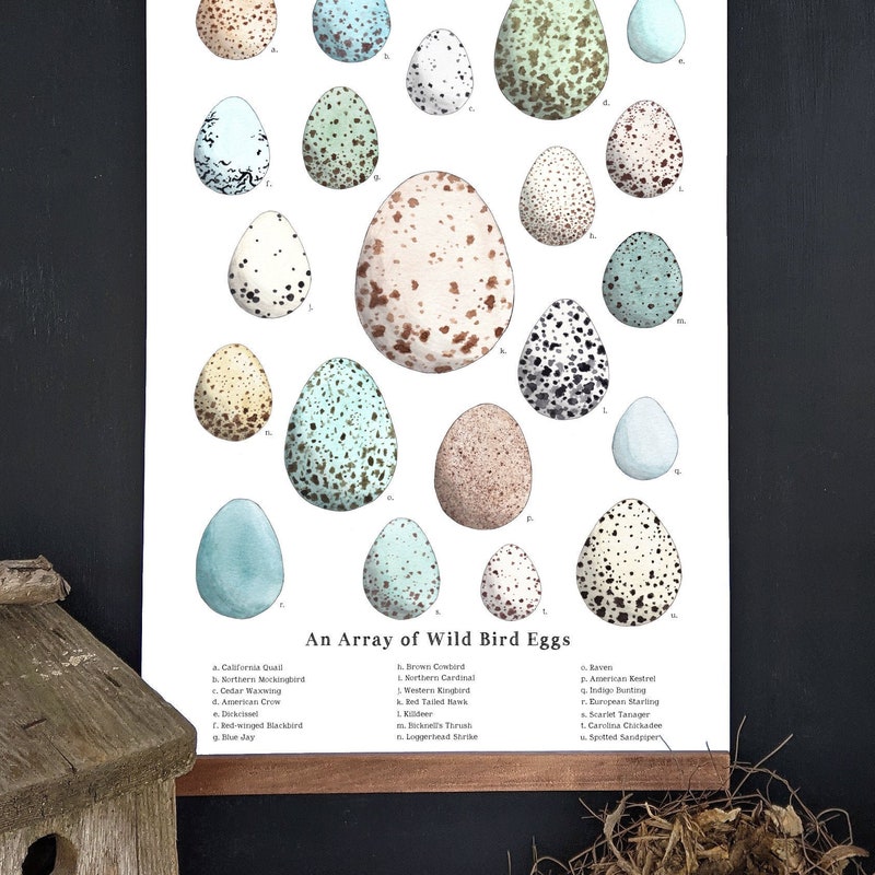 Bird Eggs Chart - Etsy