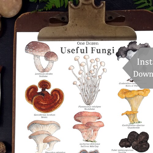 Useful Fungi Educational Art Print Mushrooms 8.5x11 and - Etsy