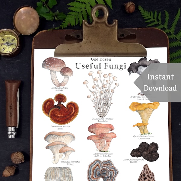 Fungi - Etsy