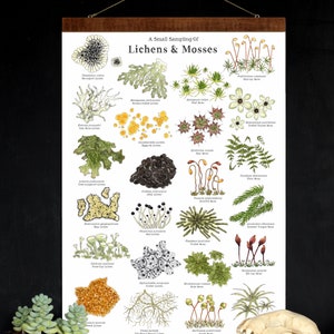 Firewatch game examine flora poster - legsmiss