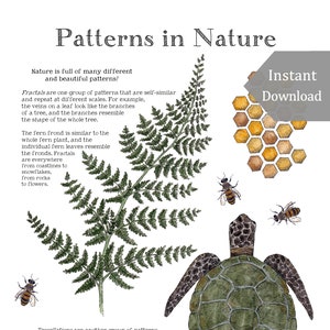 Patterns in Math & Nature School Room Printable - 8.5 X 11 and A4 ...