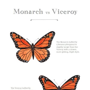 Monarch, Viceroy Butterfly Printable Art With Bookmarks and Bookplates ...