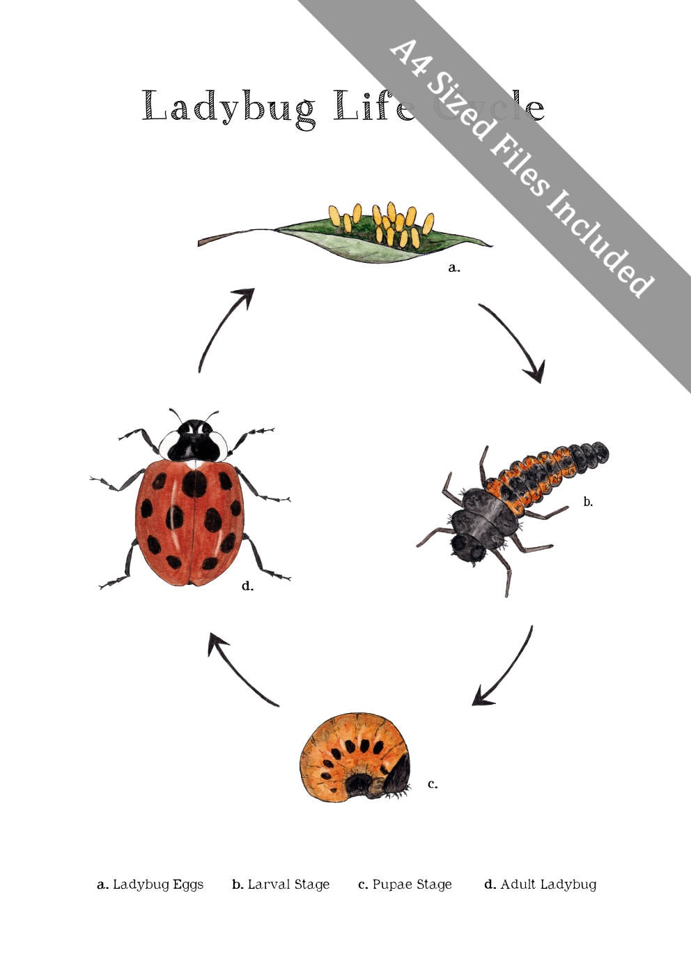 Ladybug Life Cycle Educational Printable Art A4 and 8x10 - Etsy Canada