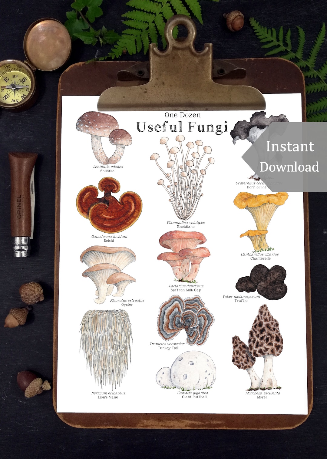 Useful Fungi - Educational Art Print - Mushrooms - 8.5x11 and A4 Sized ...