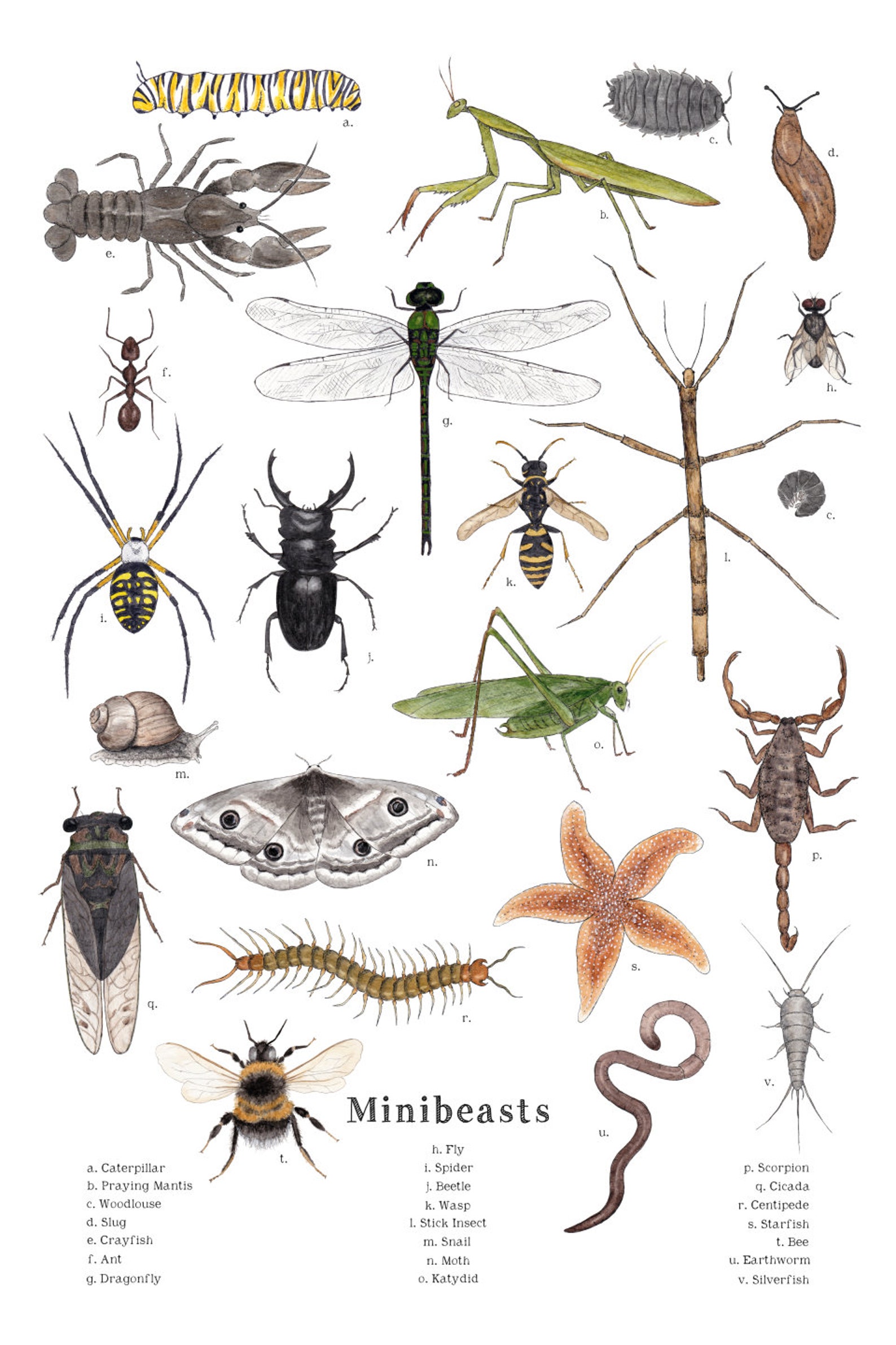 Assorted Minibeasts Invertebrates School Room Wall Art - Etsy