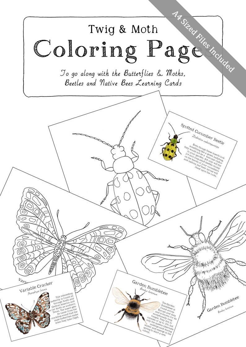 Bundle of Coloring Pages + Learning Cards - Digital, Printable ...