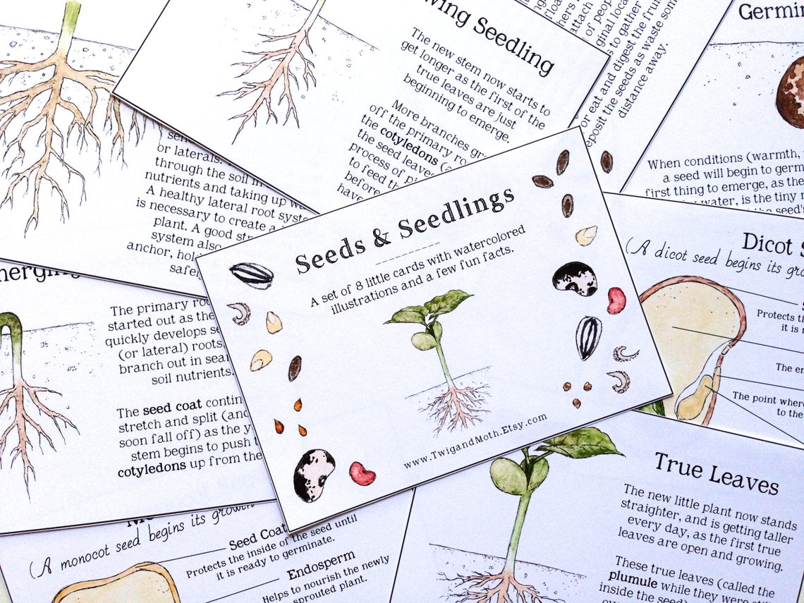 Seeds and Seedlings Cards Digital Printable PDF | Etsy