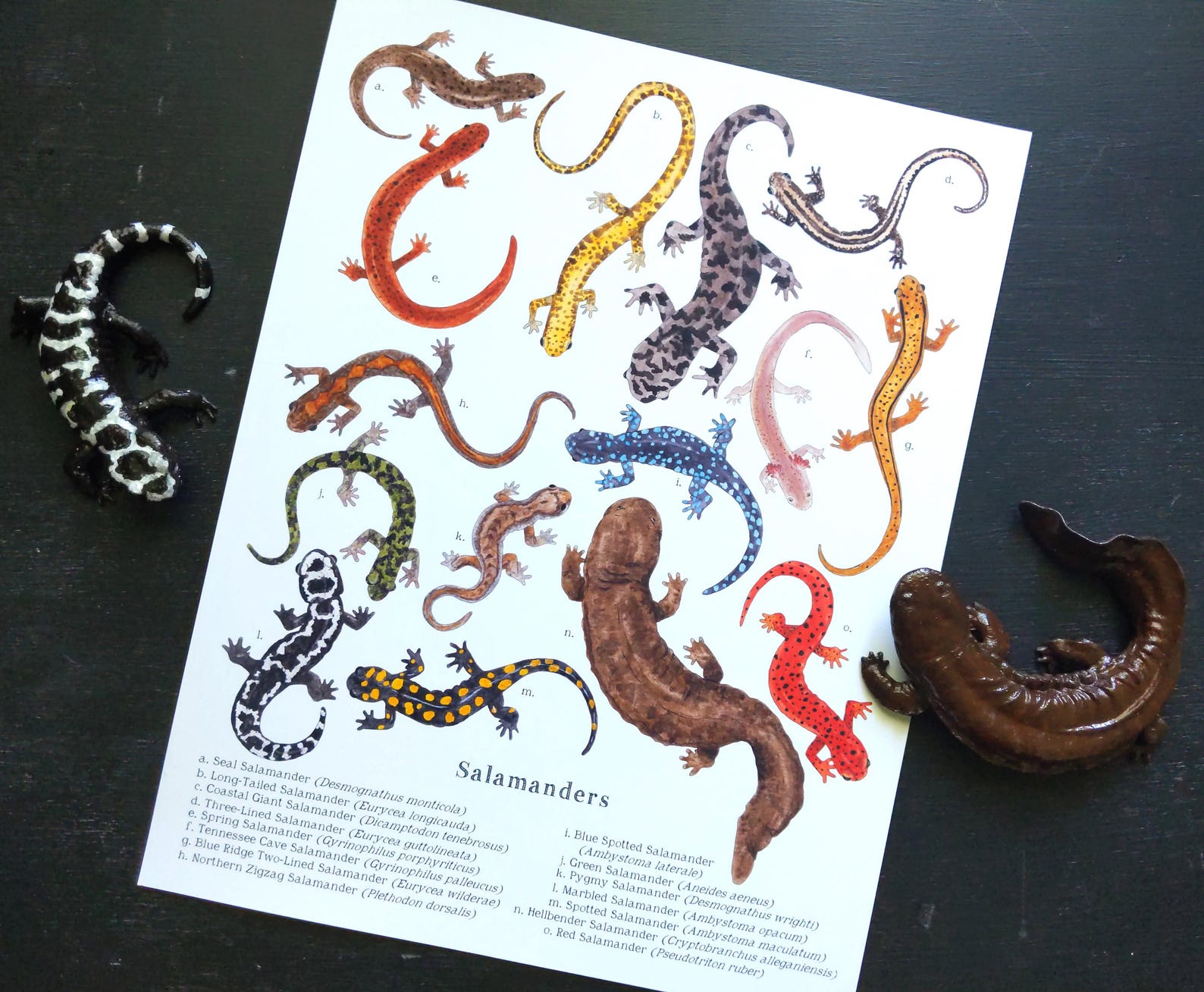 Salamanders - 8.5 X 11 and A4 Size - Digital, Charlotte Mason ...