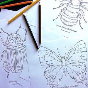 Bundle of Coloring Pages + Learning Cards - Digital, Printable ...