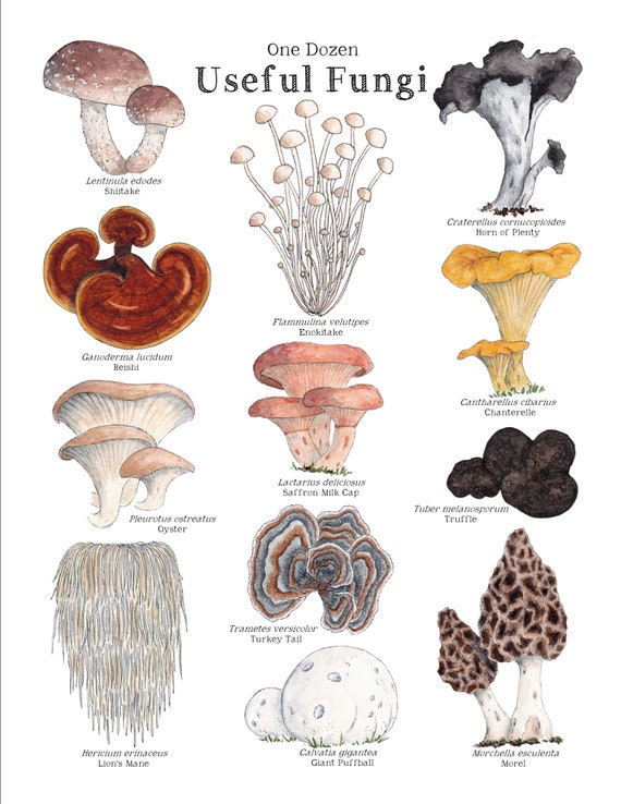 5 Examples Of Fungi