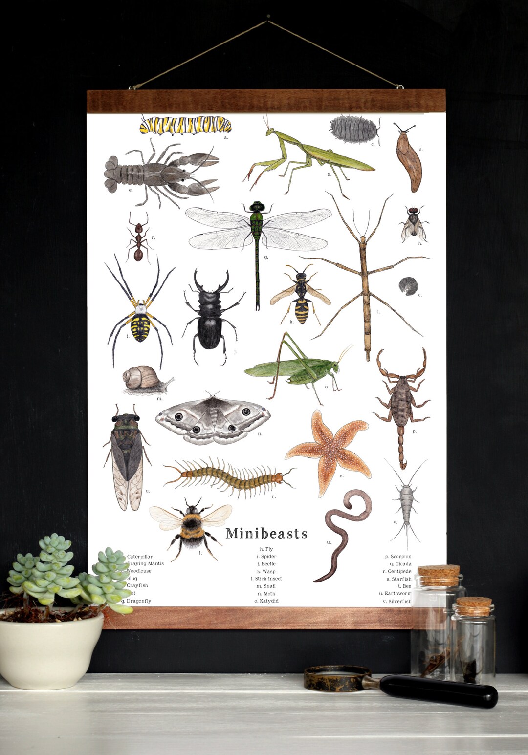 Assorted Minibeasts Invertebrates School Room Wall Art 12 X 18 Poster ...