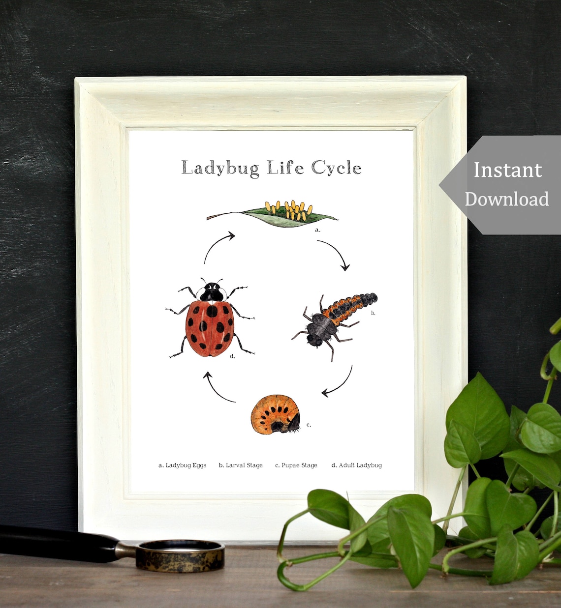 Ladybug Life Cycle Educational Printable Art A4 and 8x10 | Etsy