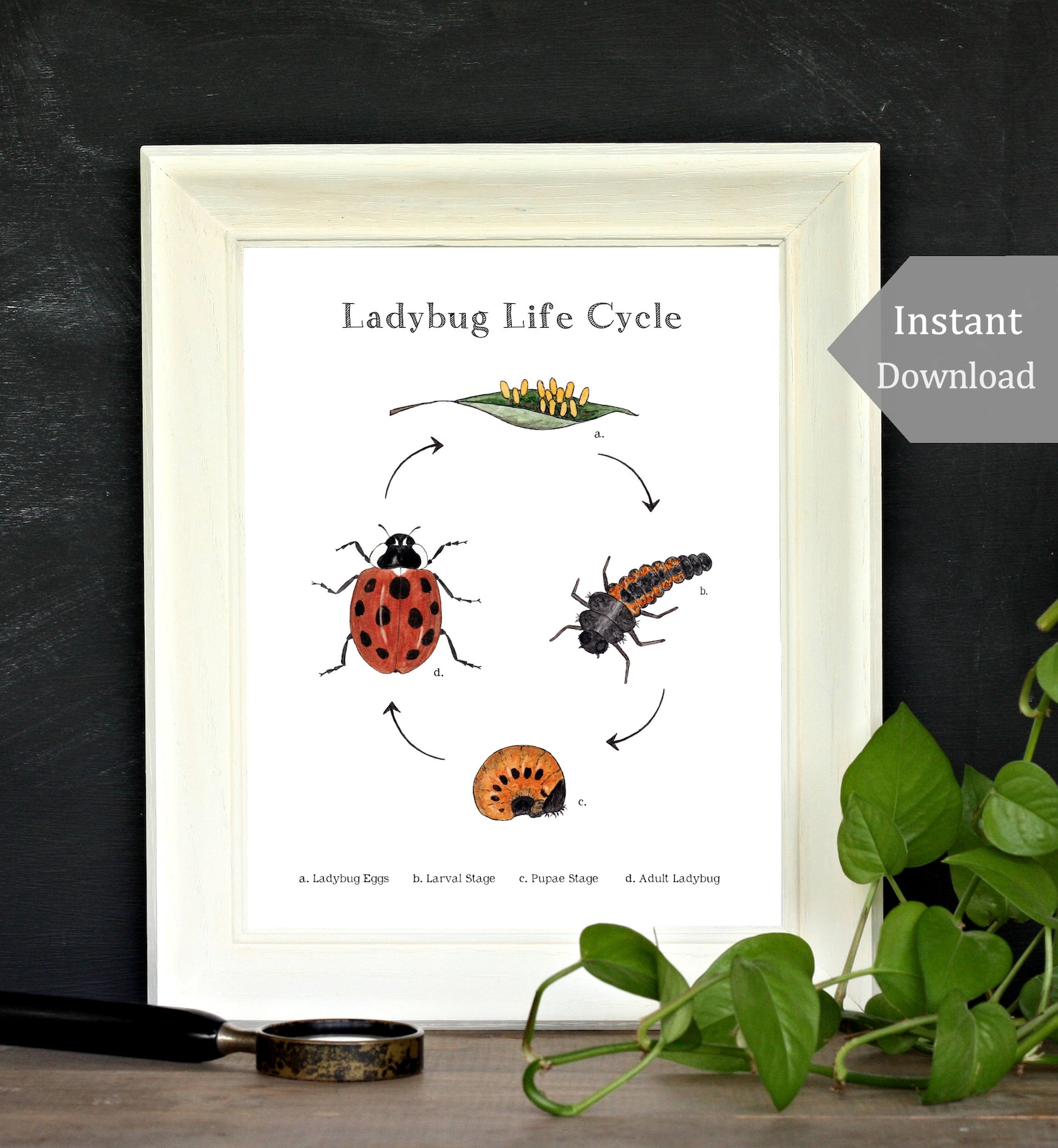 Ladybug Life Cycle, Educational Printable Art - A4 and 8x10 - Ladybird ...