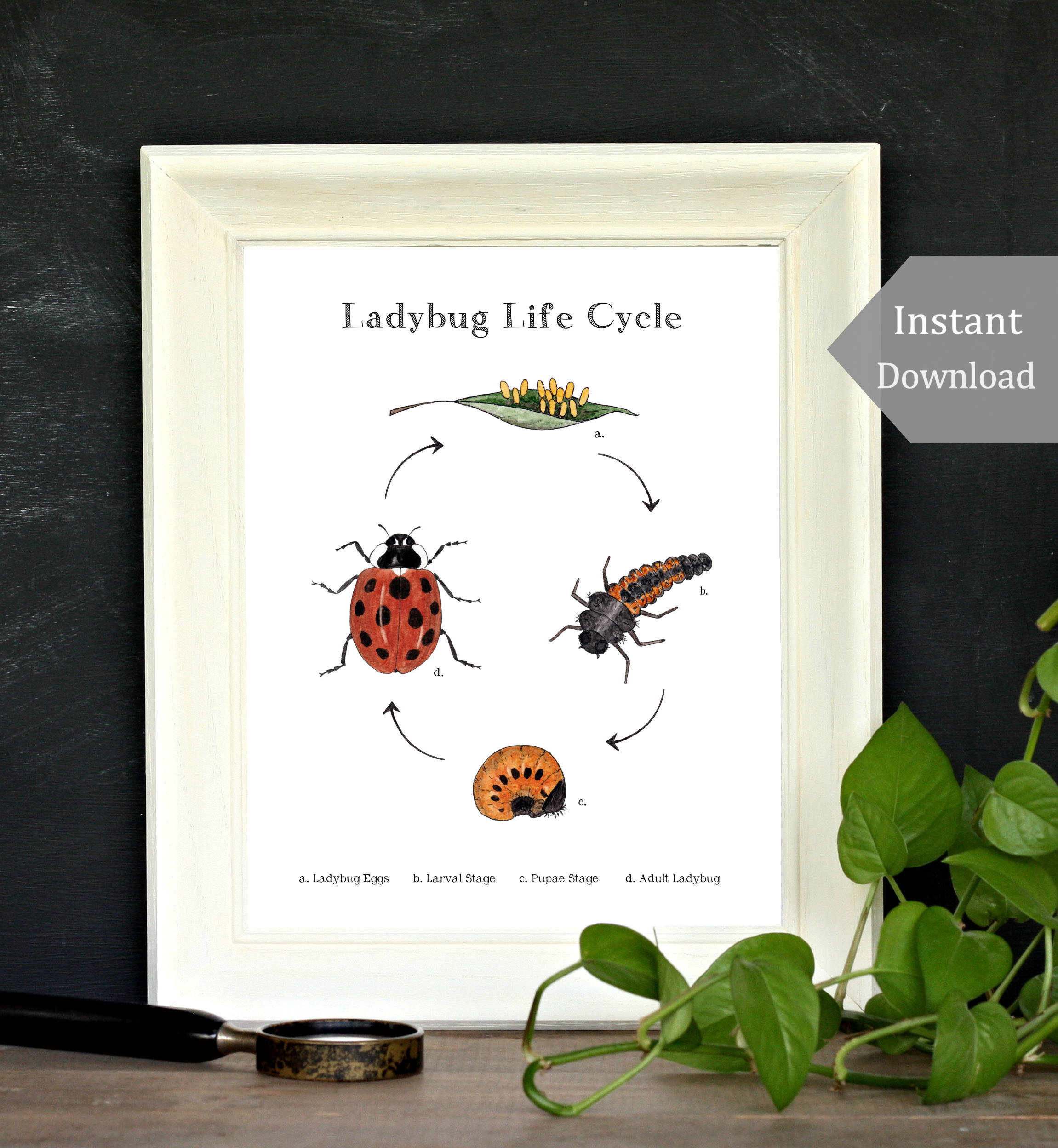Ladybug Life Cycle Educational Printable Art A4 and 8x10 | Etsy