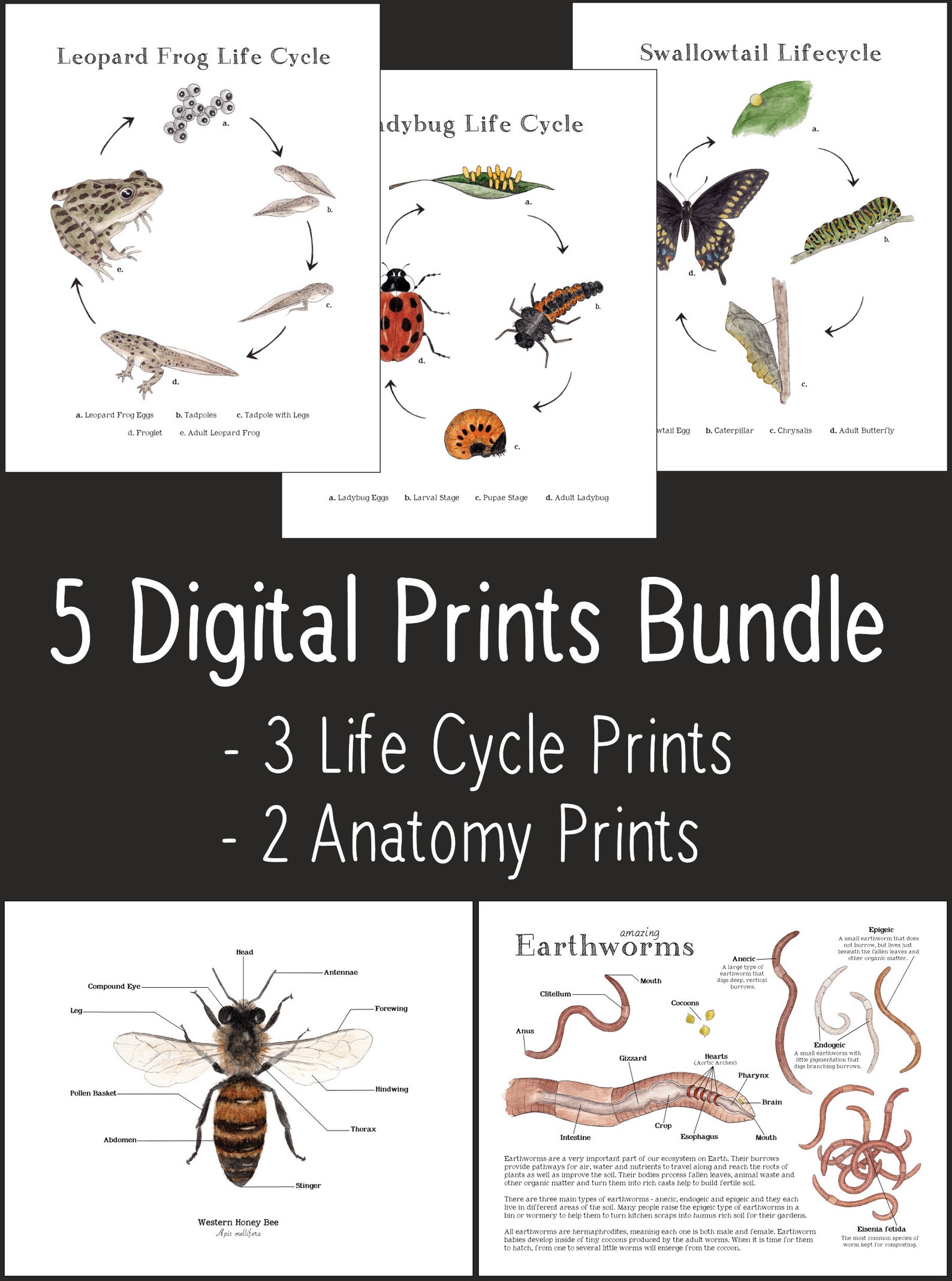 5 Sets - Nature Art, Printable Life Cycle Prints + Anatomy Art Prints ...