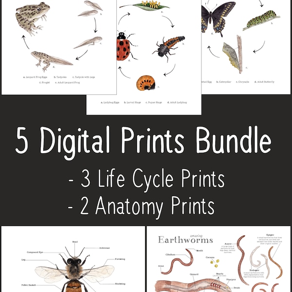 Life Cycle of a Ladybug - Etsy