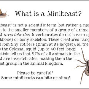 Minibeasts - Assorted Invertebrates Learning Cards - Montessori ...