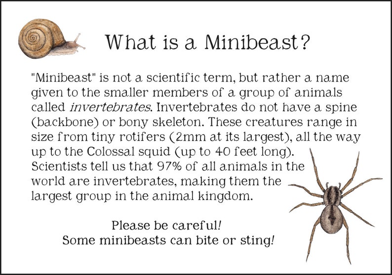 Minibeasts Assorted Invertebrates Learning Cards - Etsy
