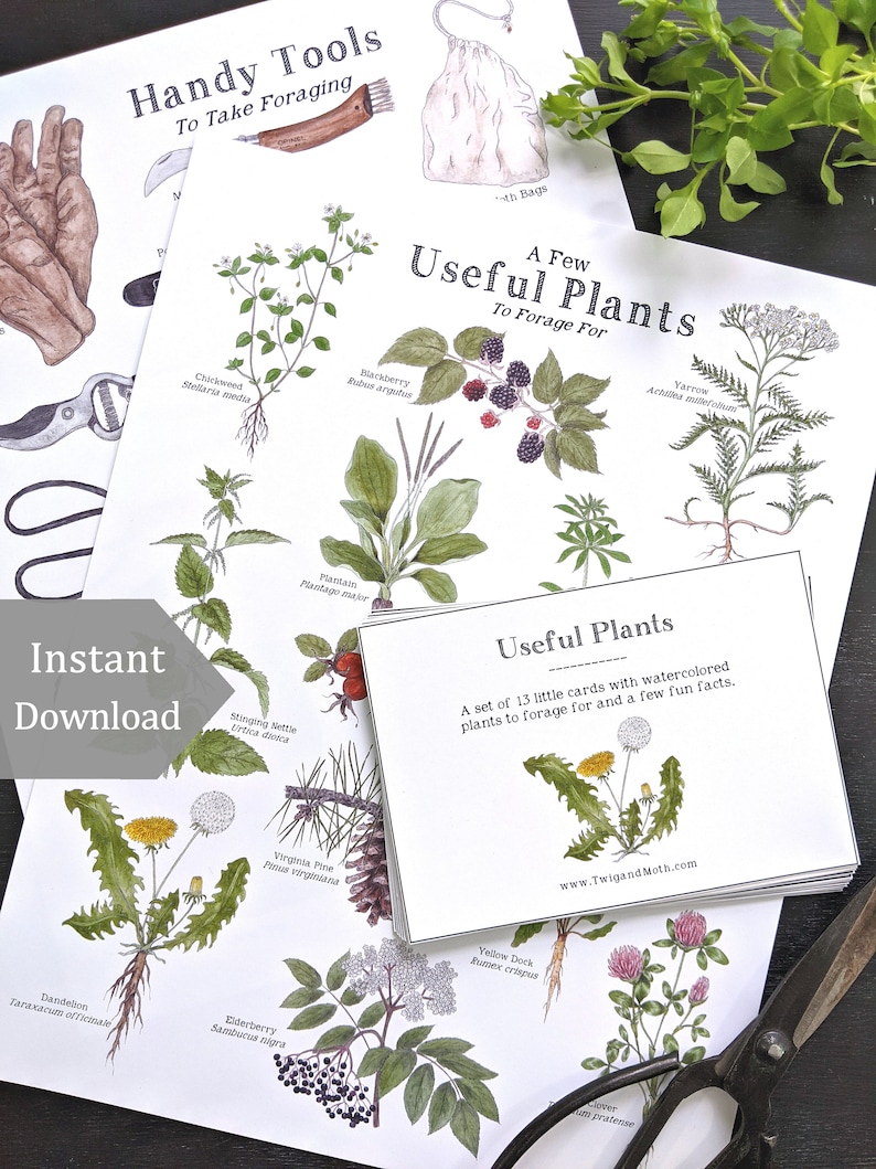 Useful Plants Digital Bundle Digital Print Learning Cards - Etsy