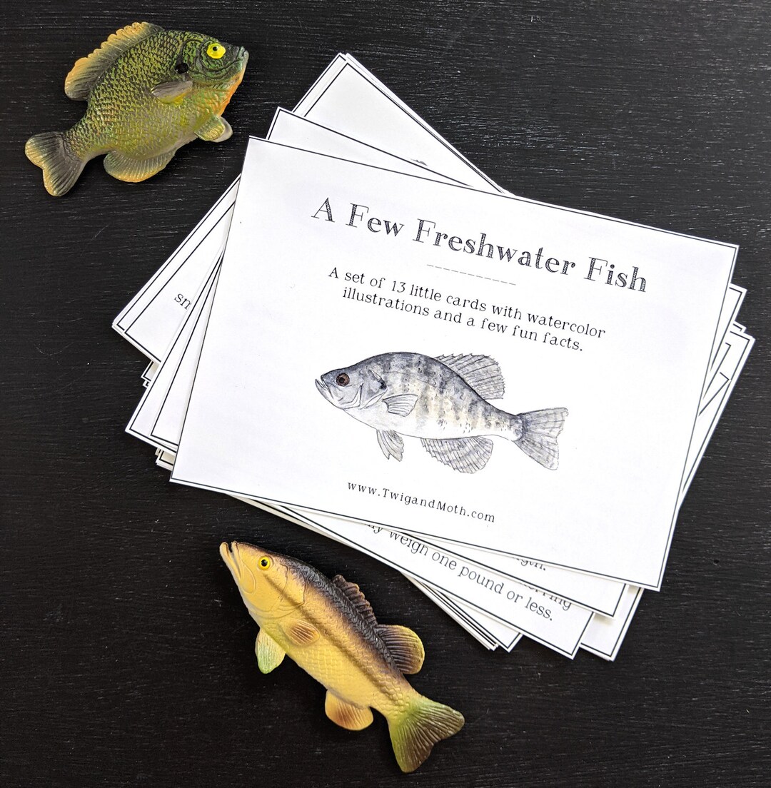 Freshwater Fish (from North America) Learning Cards - Digital ...