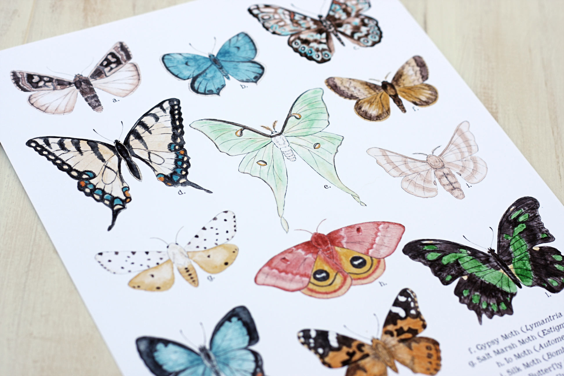 Digital Print Printable Art A4 and 8 X 10 Butterflies - Etsy