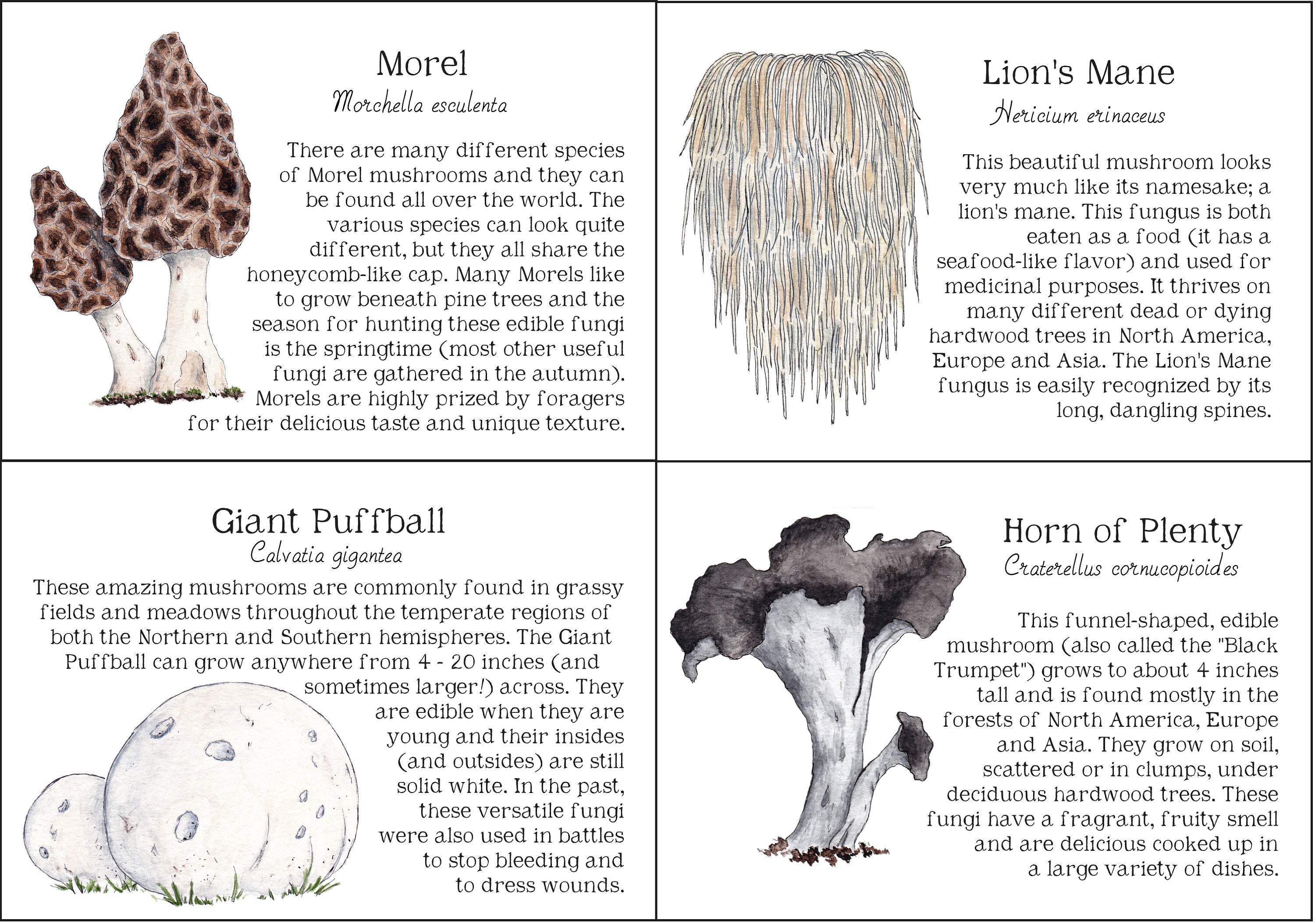 Useful Fungi Digital Bundle - Digital Print + Learning Cards ...
