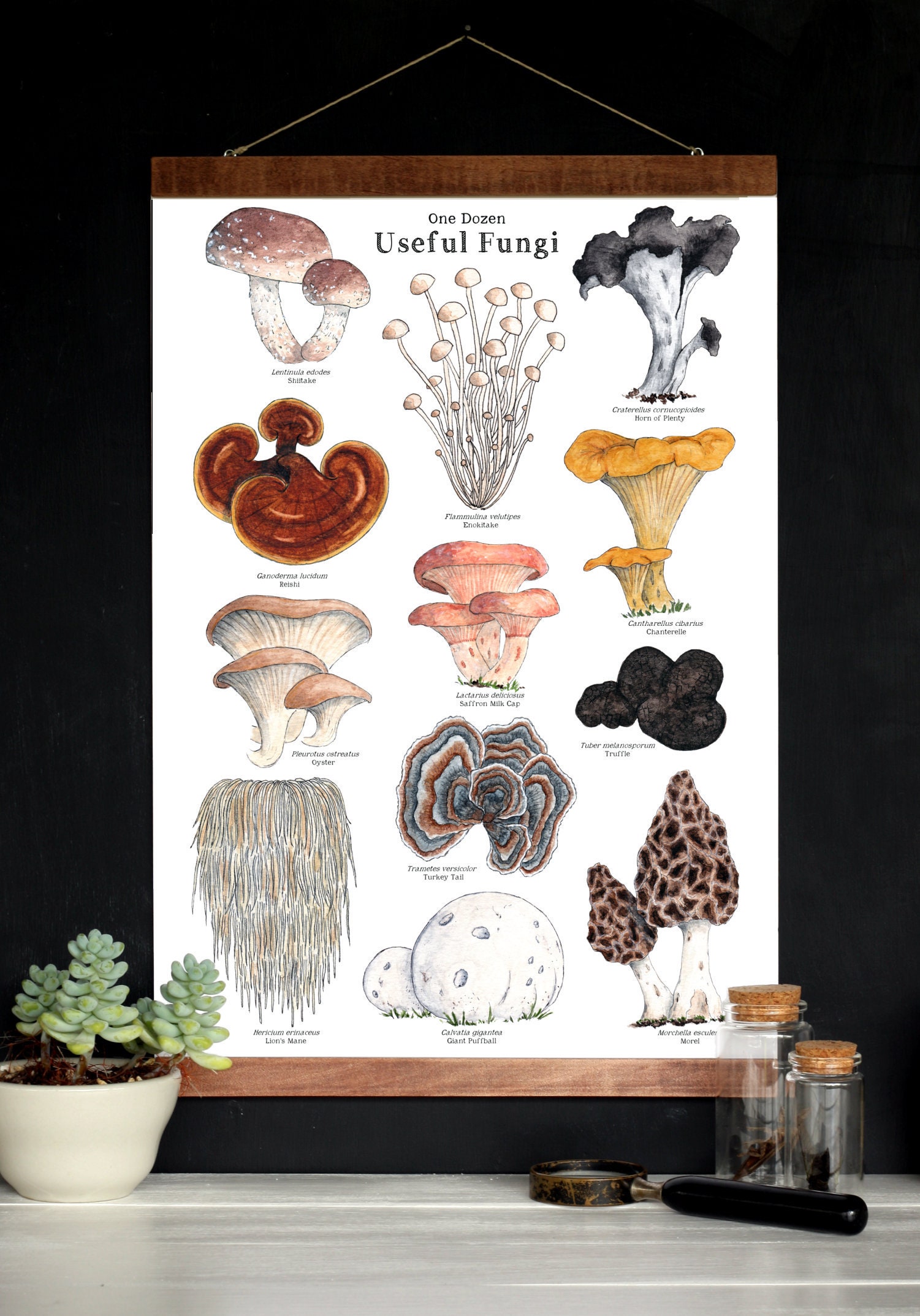 Useful Fungi 12 x 18 Poster Forest Woodlands Nature Study | Etsy