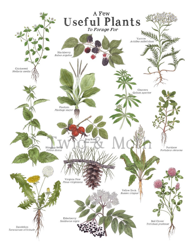 Useful Plants for Foraging 8.5x11 and A4 Digital - Etsy