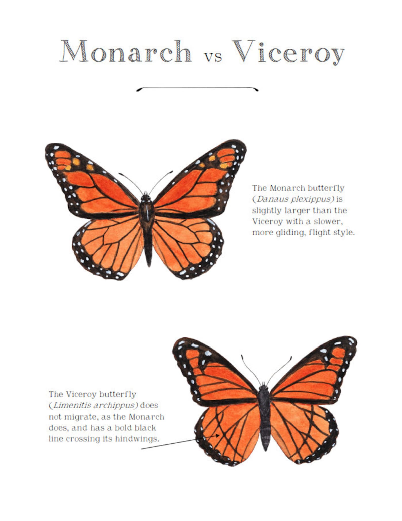 Monarch Viceroy Butterfly Printable Art With Bookmarks and - Etsy