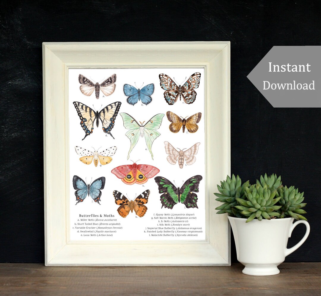 Digital Print - Printable Art - A4 and 8 X 10 - Butterflies and Moths ...
