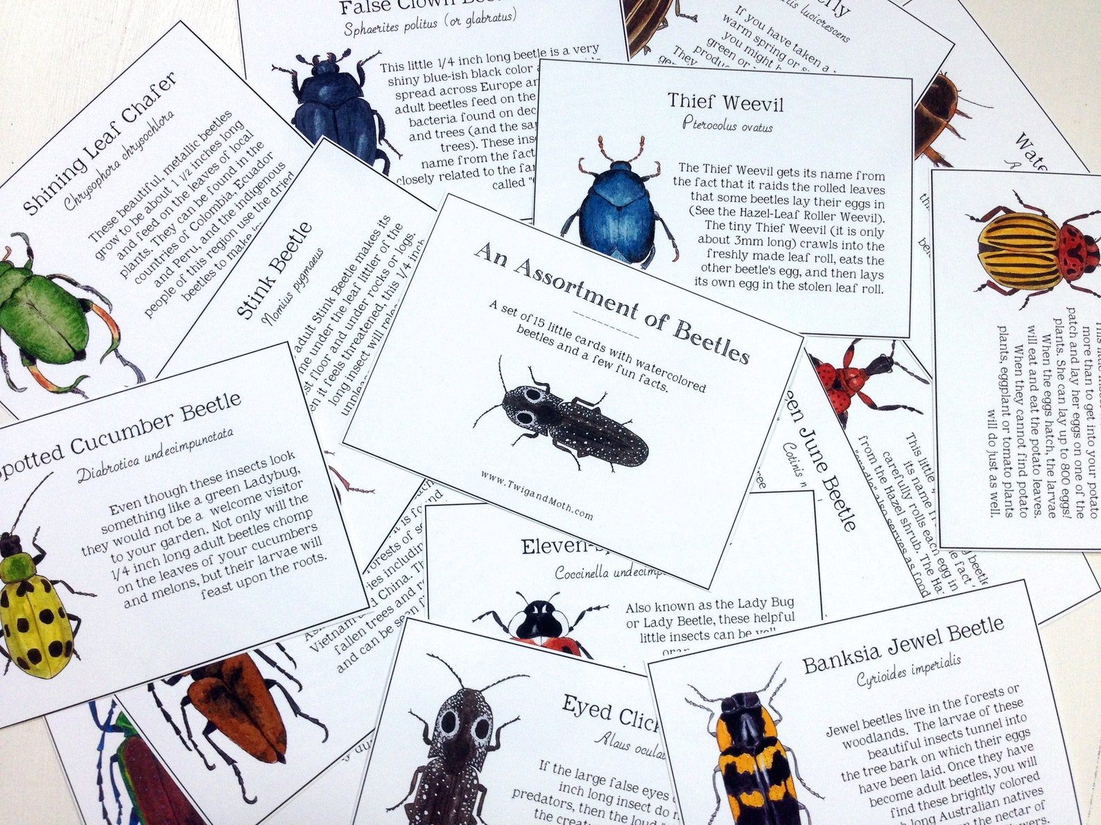 Beetles an Assortment of Beetles Learning Cards - Etsy