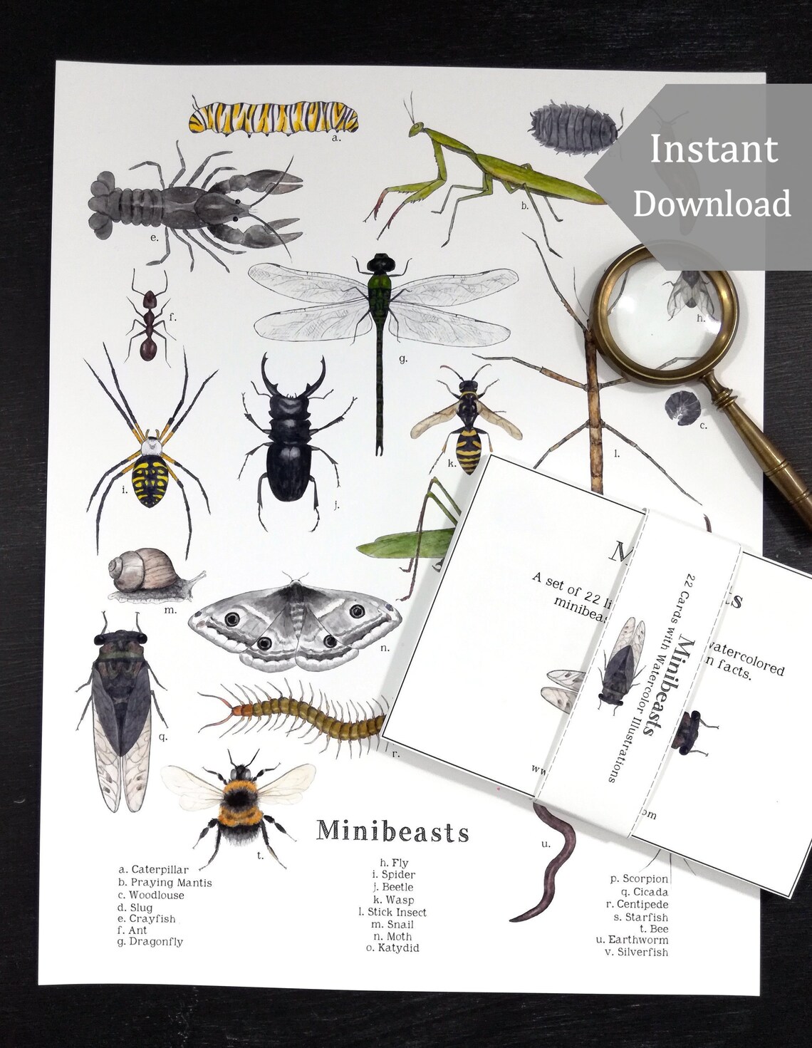 Minibeast Digital Bundle Minibeast Digital Print Learning - Etsy