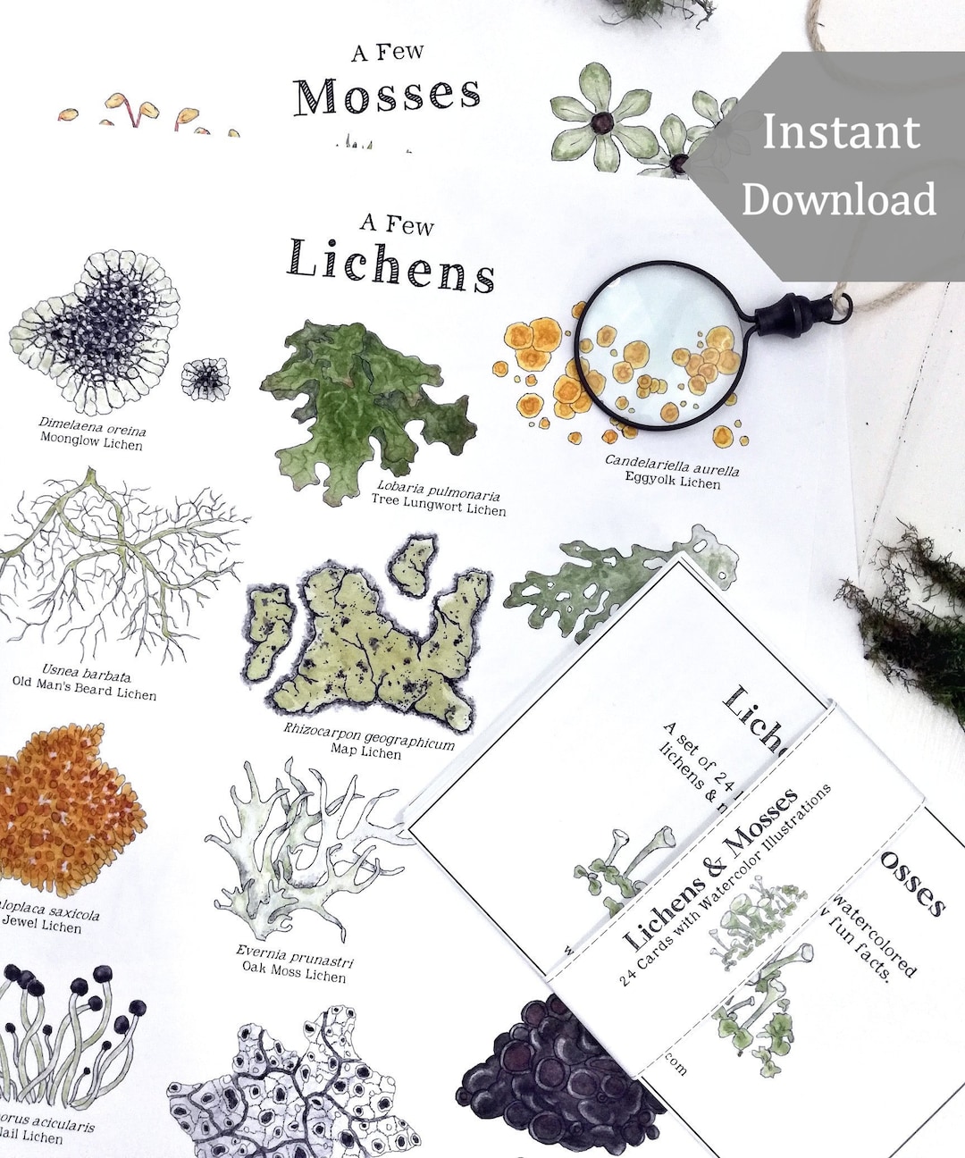 Lichens & Mosses Digital Bundle - Digital Print + Learning Cards ...