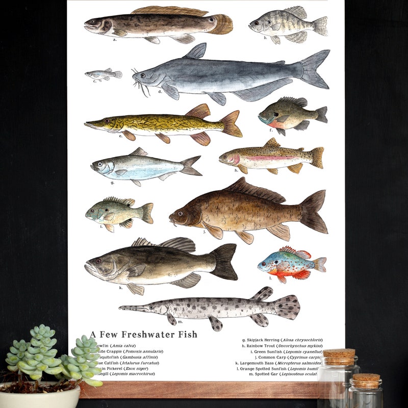 Freshwater Fish - Etsy
