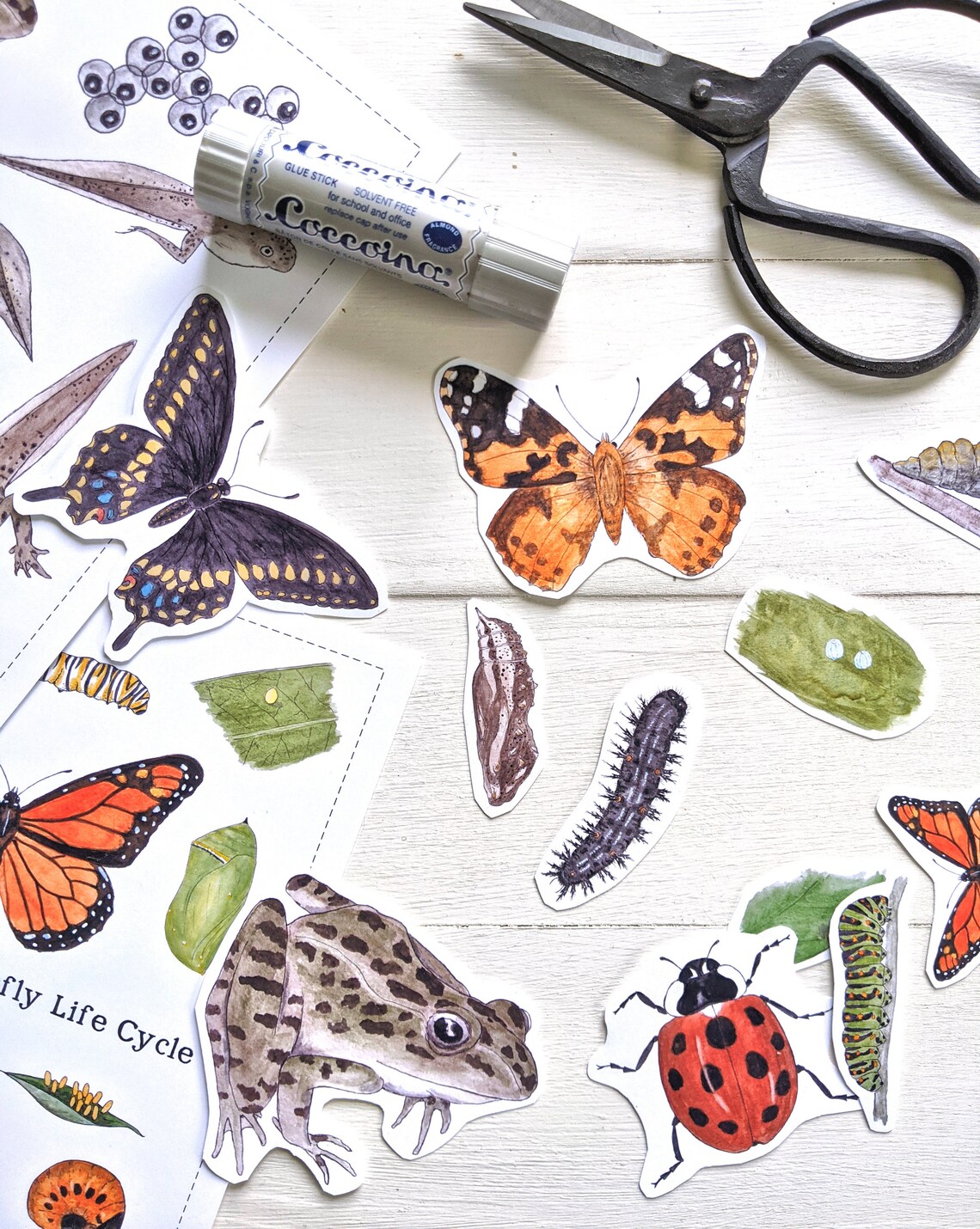 Printable Life Cycle Stickers 40 Digital DIY Printable | Etsy