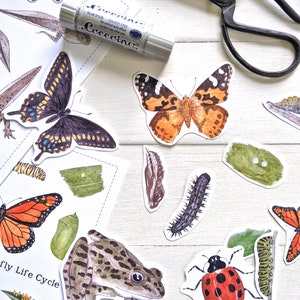 Printable Life Cycle Stickers - 40+ Digital DIY Printable Stickers ...