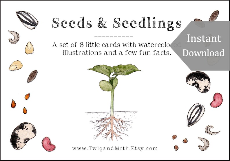 Seeds and Seedlings - Cards - Digital - Printable PDF, Montessori ...