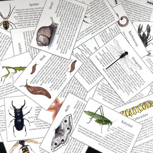 Minibeast Digital Bundle! - Minibeast Digital Print + Learning Cards ...