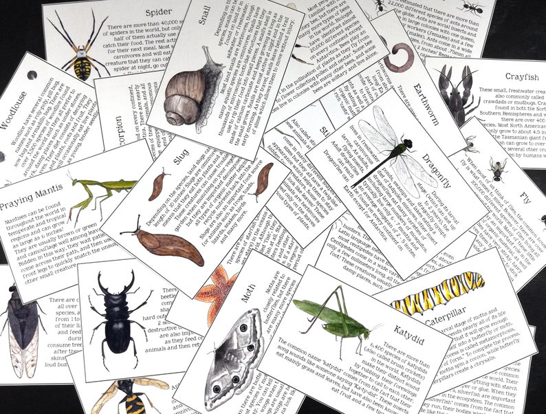 Minibeast Digital Bundle! - Minibeast Digital Print + Learning Cards ...
