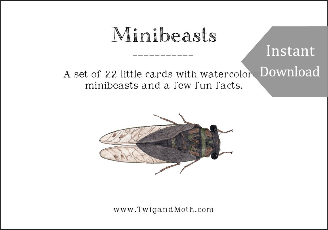 Minibeast Digital Bundle! - Minibeast Digital Print + Learning Cards ...
