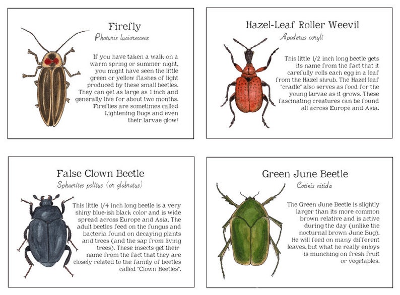 Beetles an Assortment of Beetles Learning Cards - Etsy