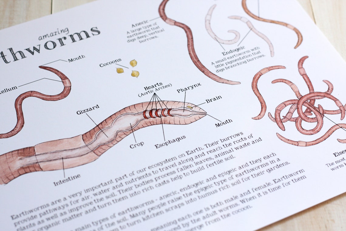 Earthworm Science Printable Educational Art 8.5 X 11 and | Etsy