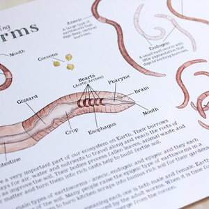 Earthworm Science Printable - Educational Art - 8.5 X 11 and A4 Sized ...